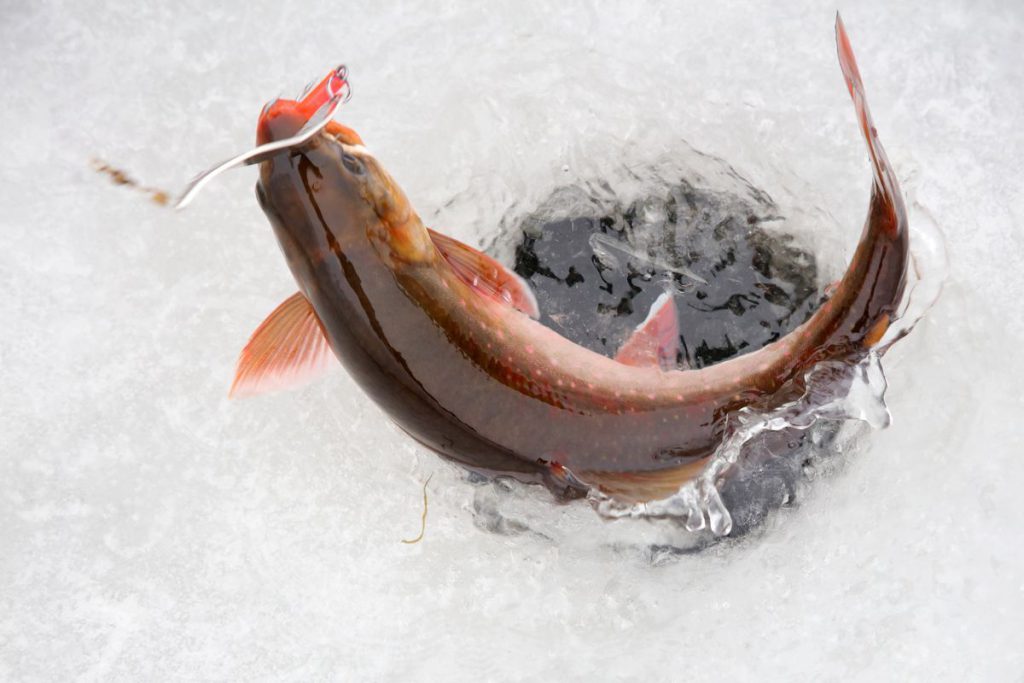 Pangnirtung Fisheries - Authentic Indigenous Seafood