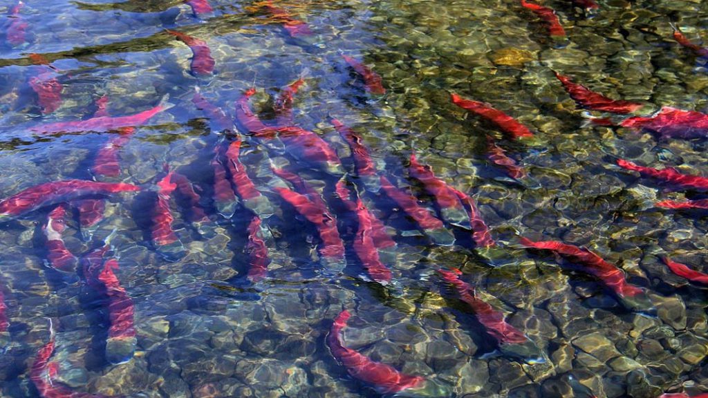 Chilko Select - Authentic Indigenous Seafood