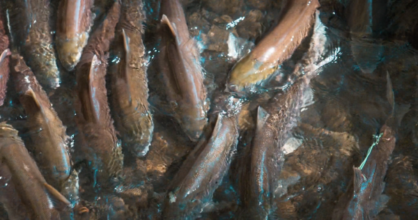 Gitanyow Fisheries - Authentic Indigenous Seafood