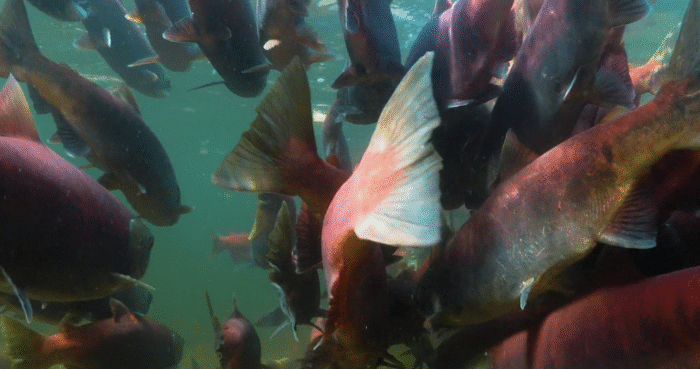 Gitanyow Fisheries - Authentic Indigenous Seafood