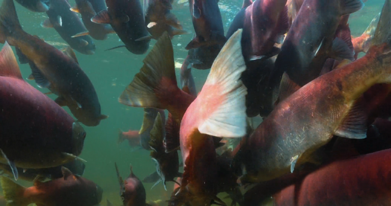 Gitanyow Fisheries - Authentic Indigenous Seafood